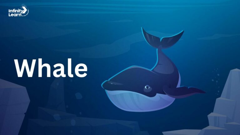 Wales | Definition, Facts, Life Span, and Species