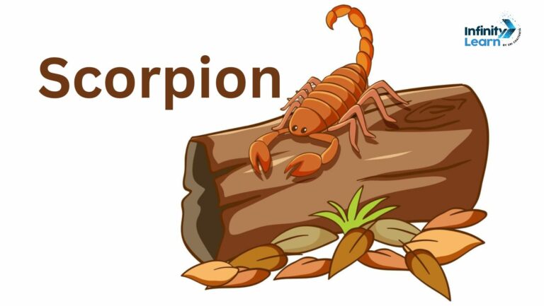Scorpio | Features, Life Cycle, and Facts