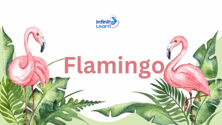 Flamingo | Scientific Name, Habit, Life Cycle, and Image