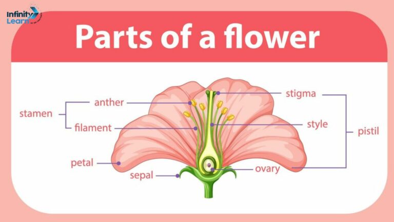 Flower - Function, Parts, Pollination and Reproductin
