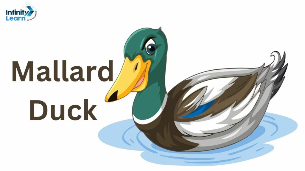 Mallard Duck - Habitat, Life Cycle, and Scientific Name
