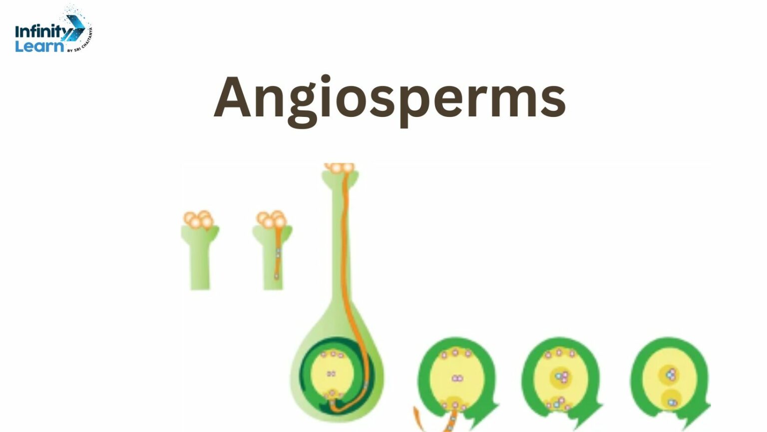 Angiosperms - Features, Characteristics, Life Cycle, & Importance