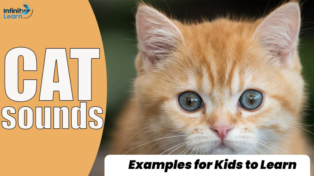 Cat Sounds with Meaningful Examples for Kids to Understand