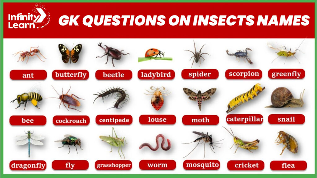 GK Questions on Insects Names With Annwer