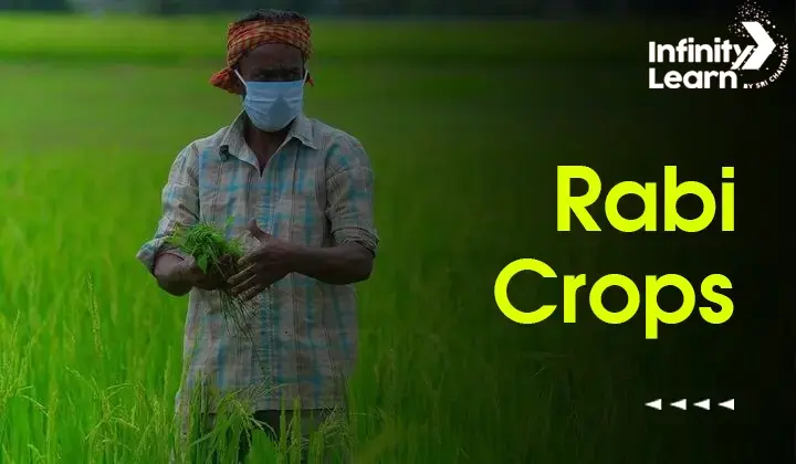Rabi Crops: Examples, Season, Characterstics & Difference Between ...