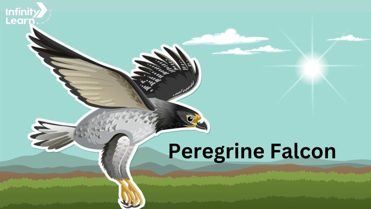 Peregrine Falcon - Habit, Diet and Reproduction