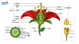 Calyx - Functions, Location, Types, and Structure