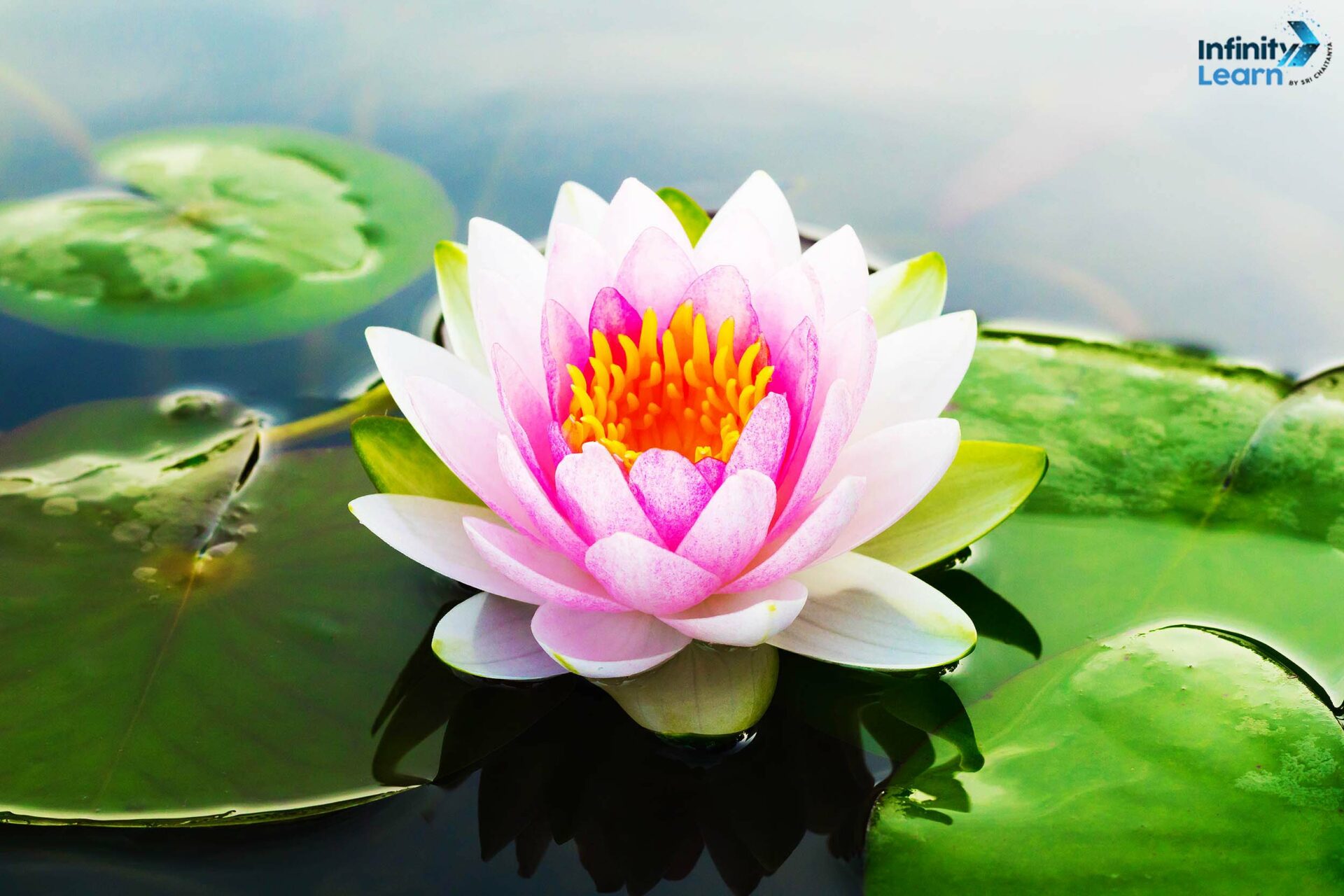 List of Top 10 Unique Flowers Name in English for Students