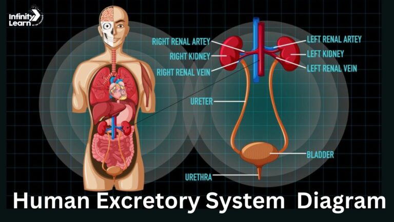 Human Excretory system Diagram for Class 10