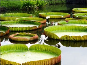 Top 10 Aquatic Plants Names: Enhance Your Water Garden | Infinity Learn