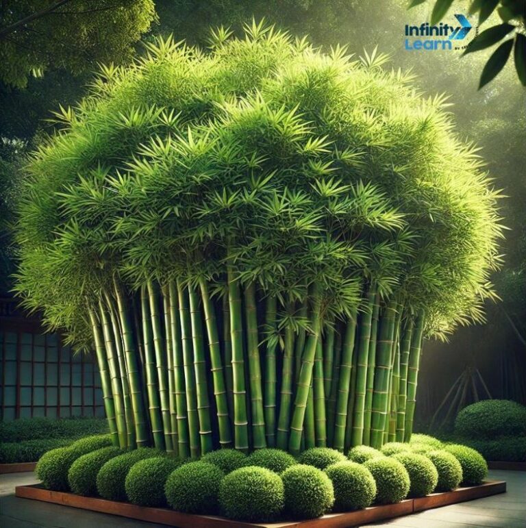 Bamboo Plant - Overview, Scientific Name, Types, Benefits and More