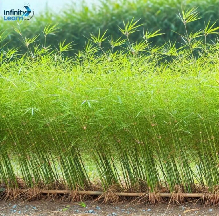 Bamboo Plant - Overview, Scientific Name, Types, Benefits and More