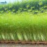 Bamboo Plant - Overview, Scientific Name, Types, Benefits and More