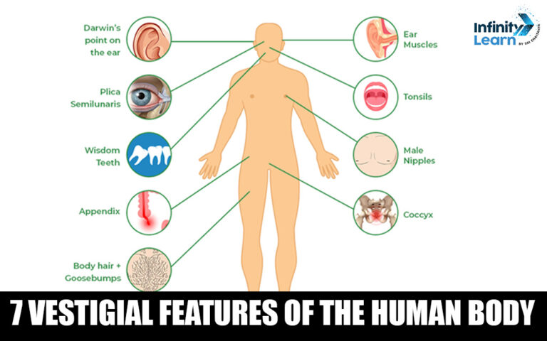 7 Vestigial Features of the Human Body and Their Functions