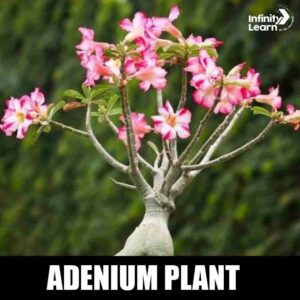 Adenium Plant - How Grow, How to Care, Types, Uses and Issues