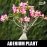 Adenium Plant - How Grow, How to Care, Types, Uses and Issues