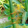 What is Cuscuta Plant? - Types, Lifecycle, Ecological Impact, Control