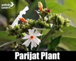 Parijat Plant - How to Grow, Care, Vastu Direction, Benefits, and Uses