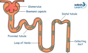 Renal Tubule - Definition, Structure, Function, Anatomy & Location