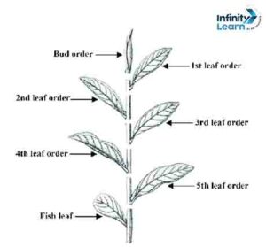 Tea Plant - Definition, Types, Tea Plant in India, Uses, Tea Plant Names