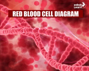 Red Blood Cells: Definition, Function, Structure, Role & Shape