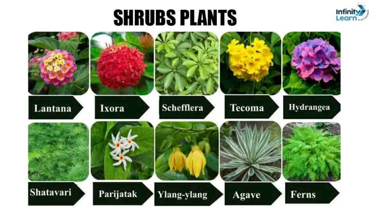 Shrub Plants - Evergreen, Flowering, Pruning